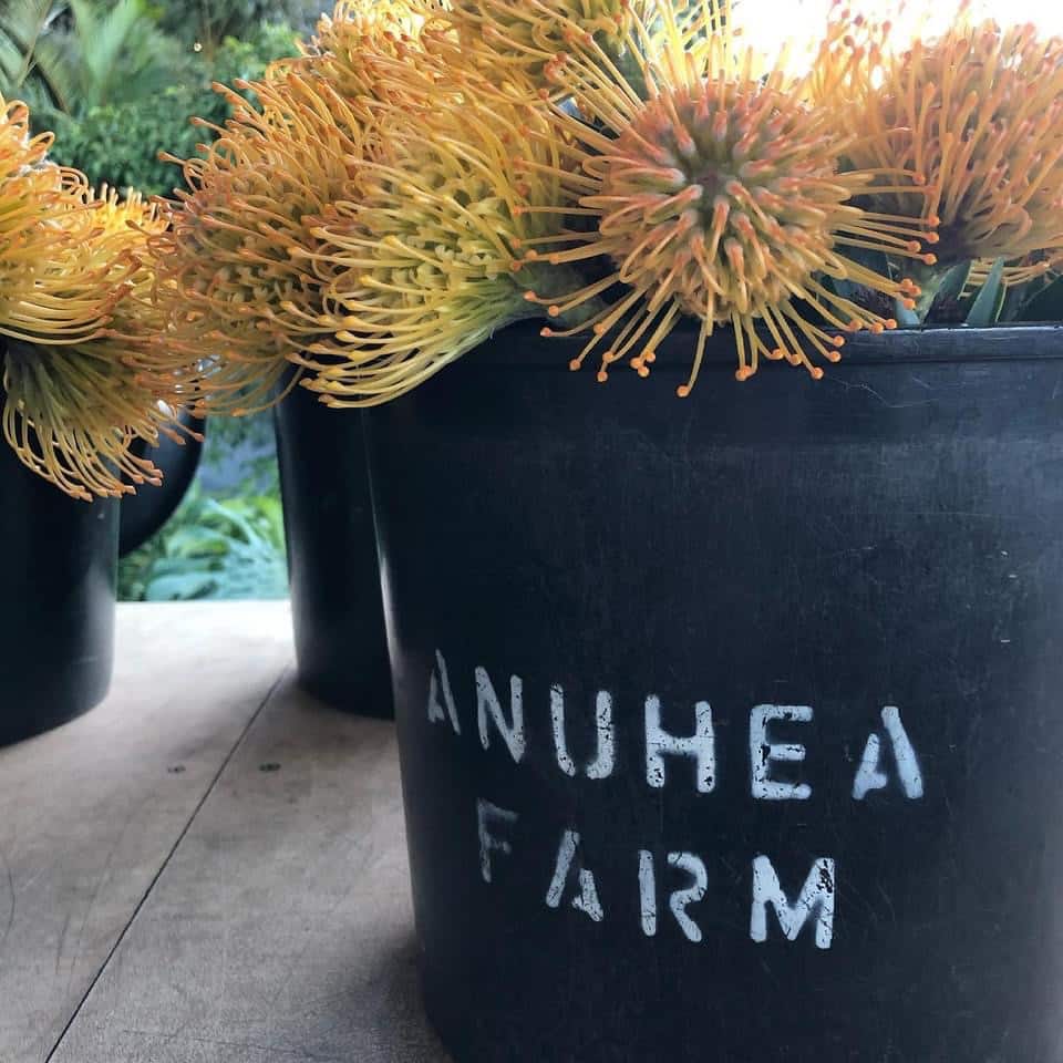 Summer on the Farm 2021 – Anuhea Flowers